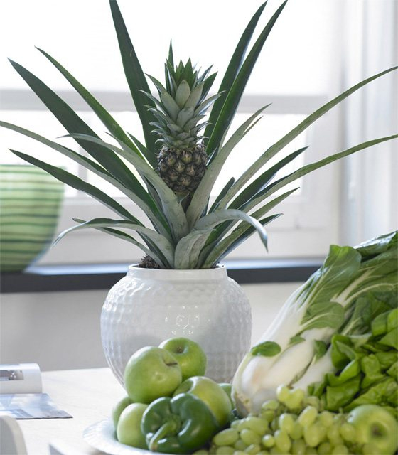 Ananas Comosus Variegatus richtig pflegen und gießen.