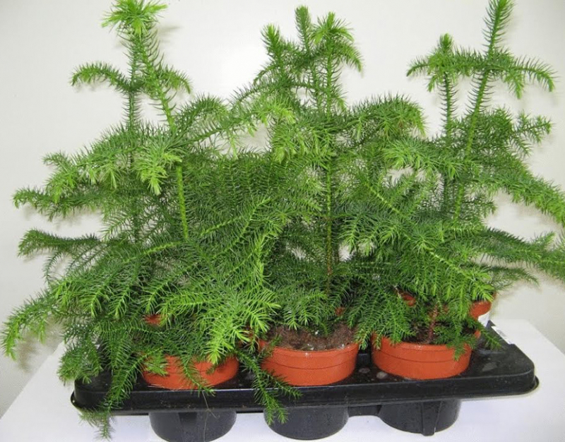 Araukarie (Zimmerfichte) richtig pflegen und gießen.