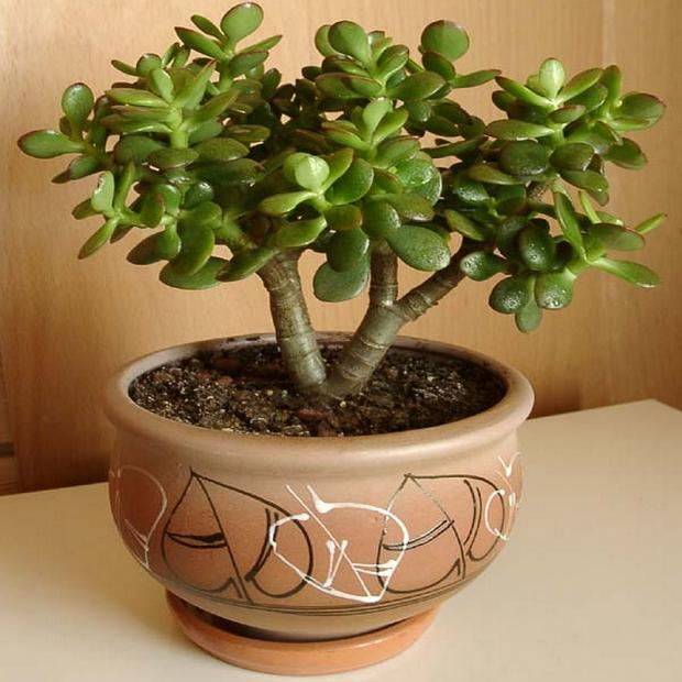 Dickblatt Crassula richtig pflegen und gießen.