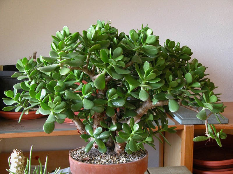 Dickblatt Crassula richtig pflegen und gießen.