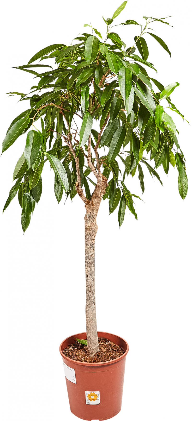 Ficus Amstel King richtig pflegen und gießen.