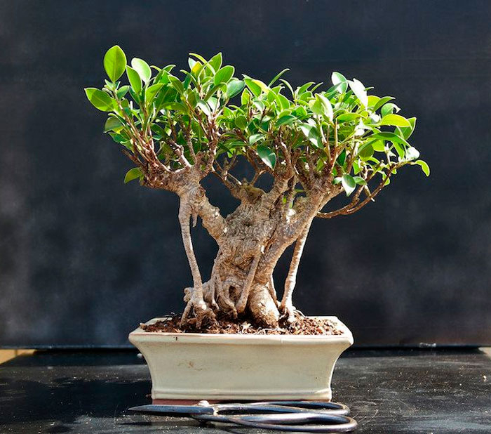 Ficus Ginseng Pflege