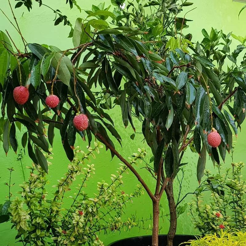 Litschi (Lychee) richtig pflegen und gießen.