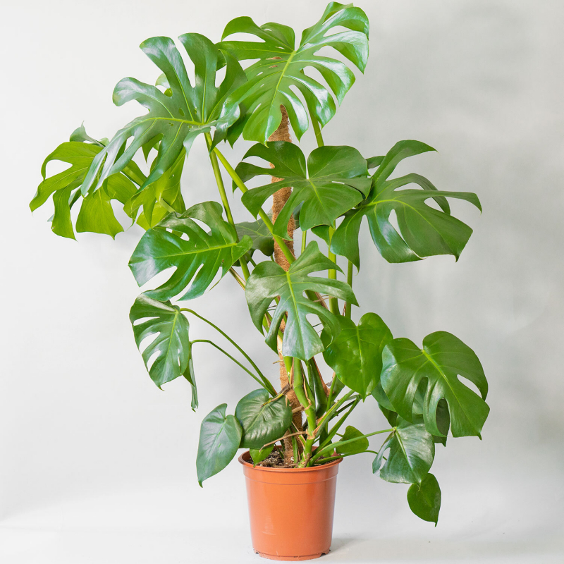 Monstera richtig pflegen und gießen.