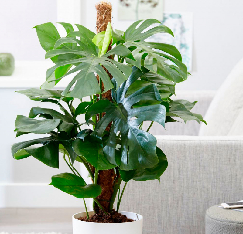 Monstera richtig pflegen und gießen.