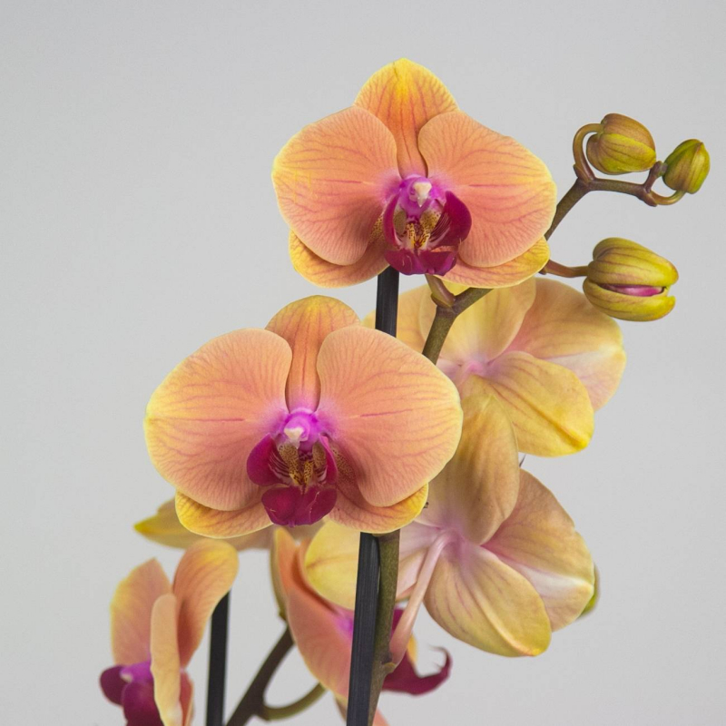 Orchidee Phalaenopsis richtig pflegen und gießen.