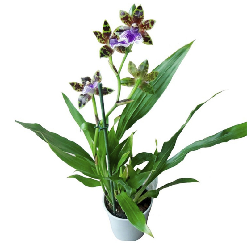 Orchidee Zygopetalum richtig pflegen und gießen.
