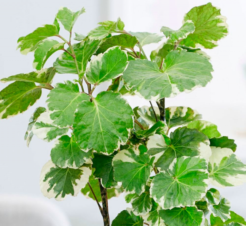 Polyscias (Fiederaralie) richtig pflegen und gießen.