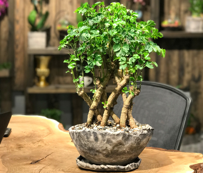 Polyscias (Fiederaralie) richtig pflegen und gießen.