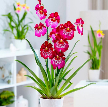Orchidee Cambria richtig pflegen und gießen.